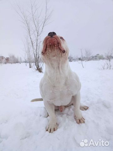 Американский Булли