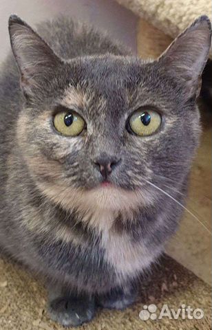 Необычная кошечка