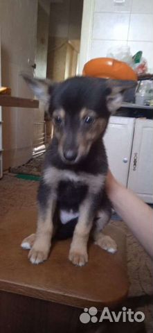 Собака в добрые руки отдам бесплатно