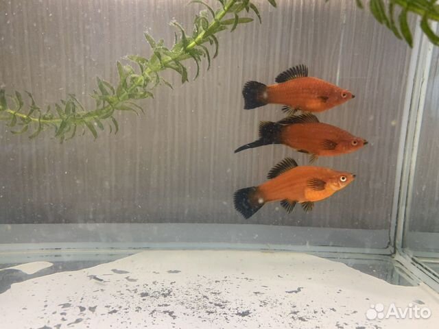 Рыбки Меценосцы