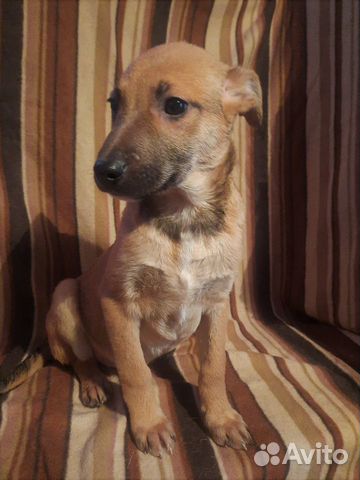 Ждет хозяина щенок мальчик Бруно