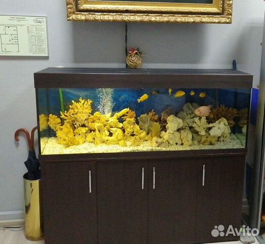 Аквариум со всем содержимым