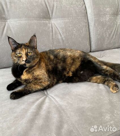 Пёстрая стерилизованная кошечка в добрые руки