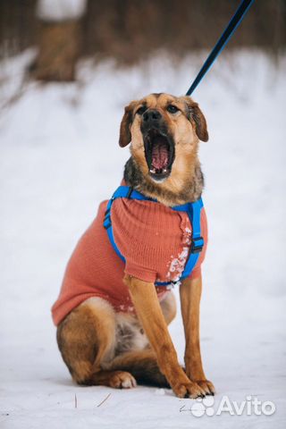 Самый золотой на свете парень