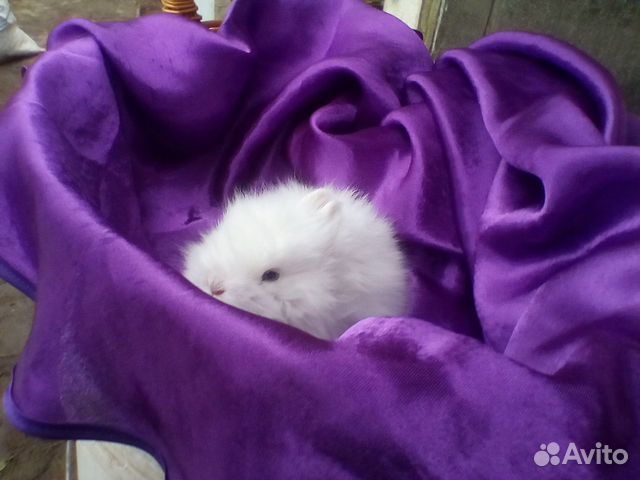 Мини карлики