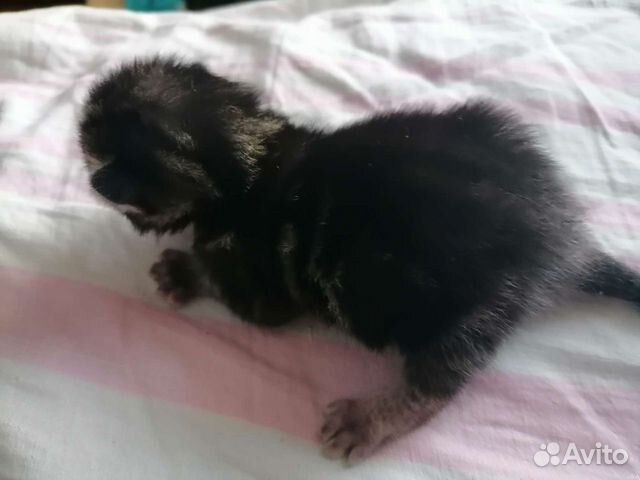 Продам мраморного котёнка, мальчика