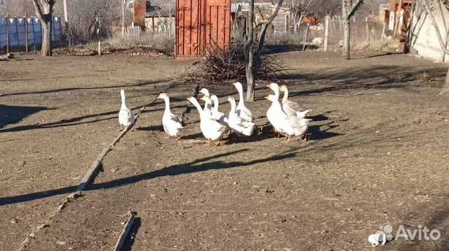 Гуси живые
