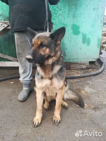 Немецкая овчарка бесплатно