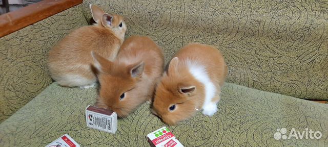 Крольчата месячные, карликовые, декоративные