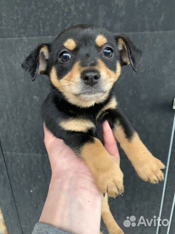 Щенки преданной доброй поподистой дворняжки