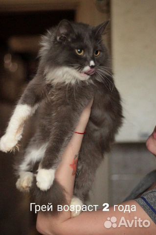 Отдам в добрые руки