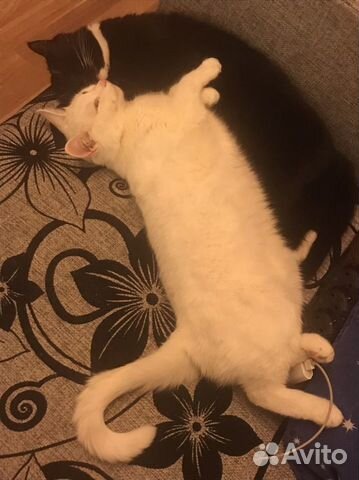 Кот и кошка