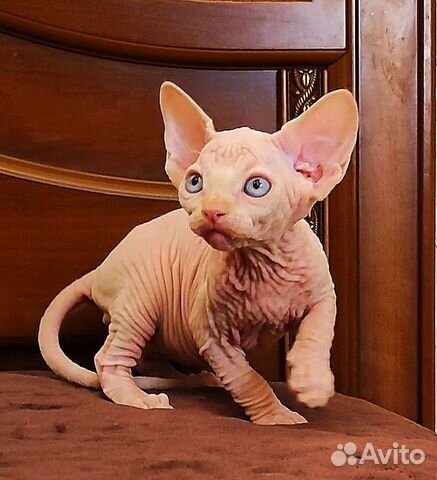 Канадский сфинкс парень