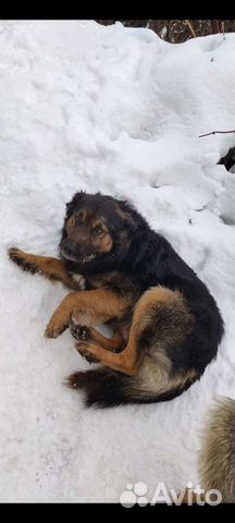 Огромный кобель