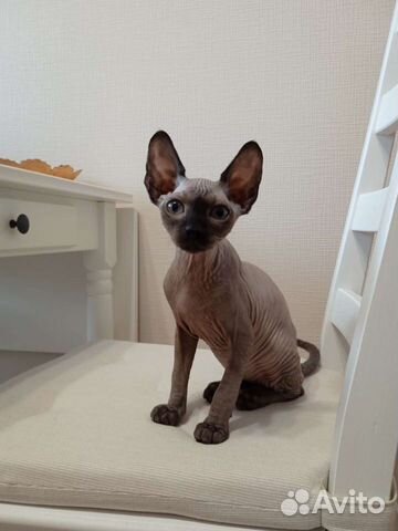 Канадский сфинкс котенок