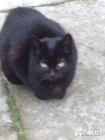 Кошка двортерьер