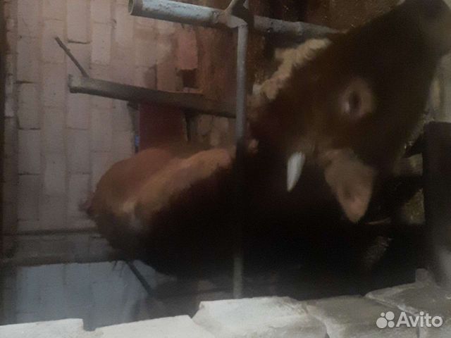 Бычки на откорм