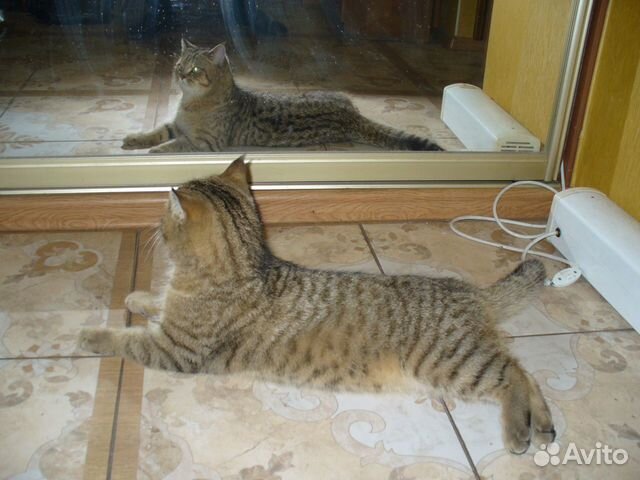 Британский котик подросток