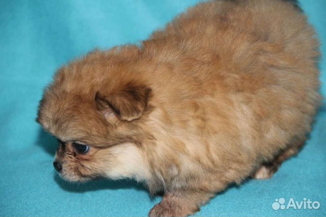 Щенки шпица