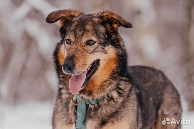 Дамия - собака с особенным значимым именем