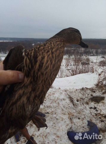 Утки подсадные