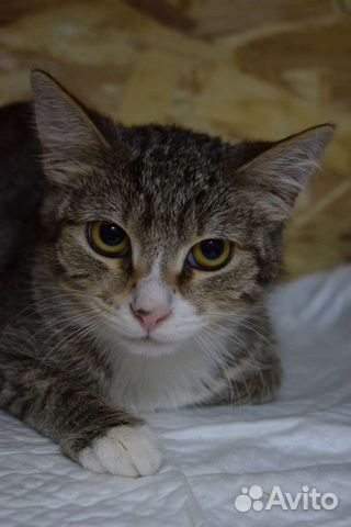 Котенок в добрые руки