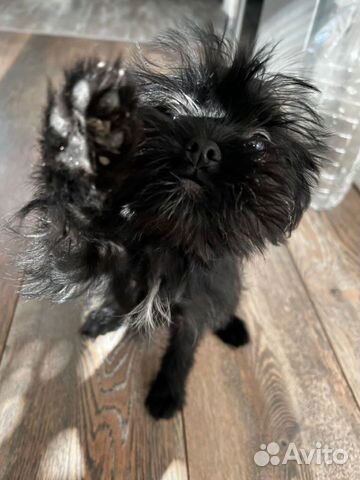 Аффенпинчер