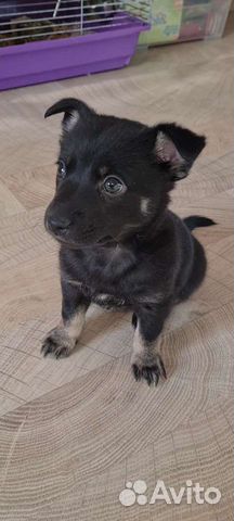 Щенок девочка