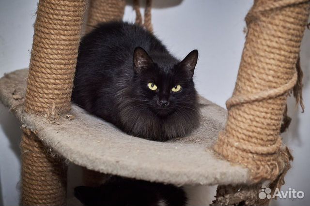 Красотка Моник ищет дом