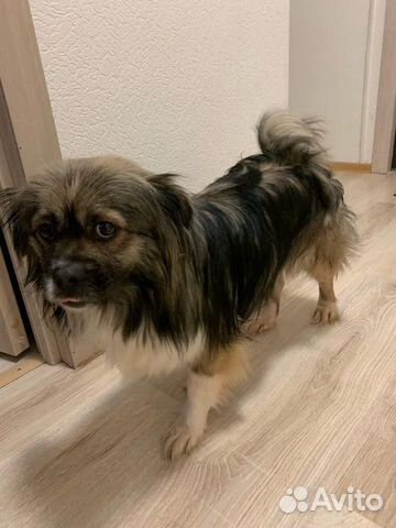 Джимми в поисках дома