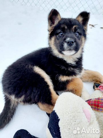 Щенок из приюта в дар