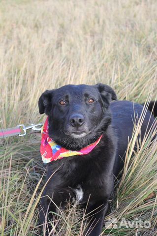 Прекрасная Герда в добрые руки