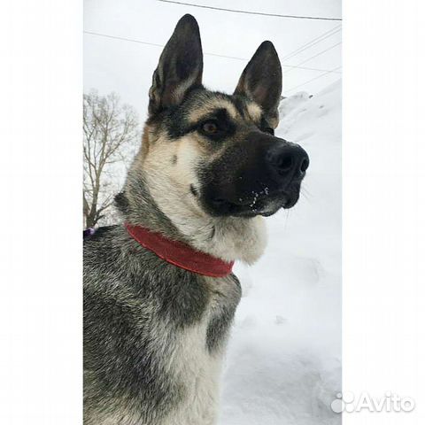 Щенок 8 месяцев девочка