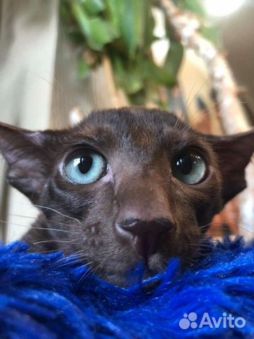 Ориентальная прекрасная загадка