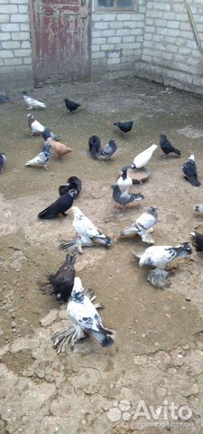 Продажа голубей