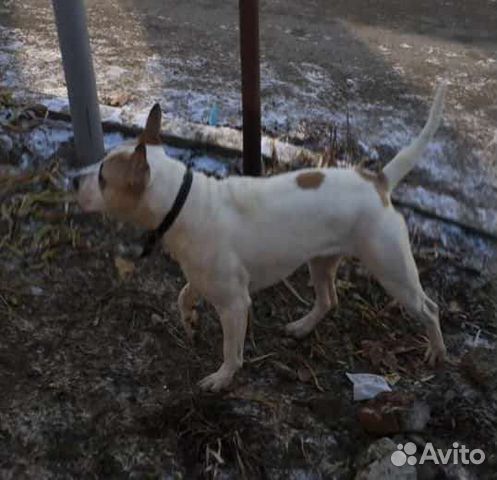 Нашли собаку ищем хозяина