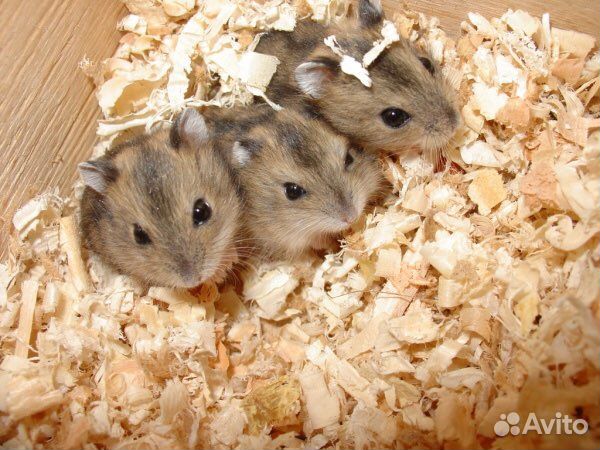 Хомяк кемпбелла