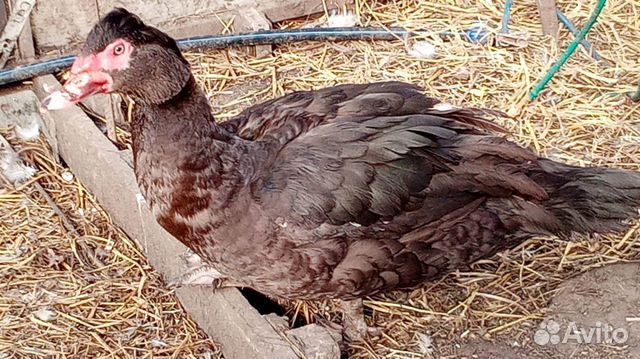 Шоколадные селезени индоутки