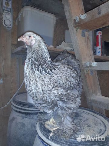 Инкубационное яйцо кур брама