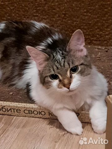 Кот молодой бесплатно