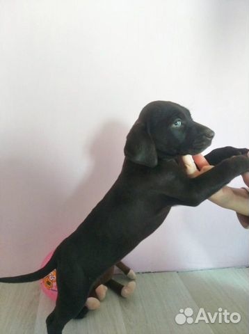 Щенок курцхаар (сука )