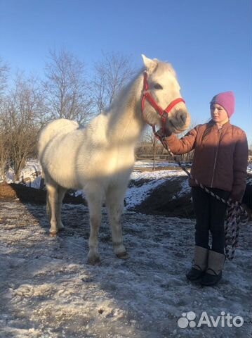 Уэльский пони