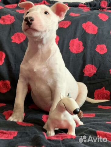 Щенки стандартного бультерьера