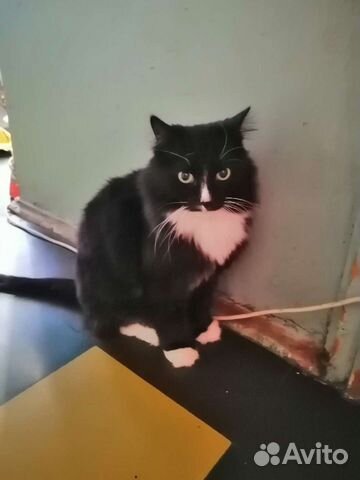 Левушка ищет дом