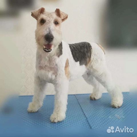 Отдам кобелька