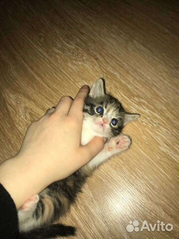 Трёх цветная котёнок