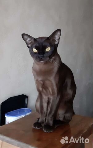 Бурманская кошка 1,5 года