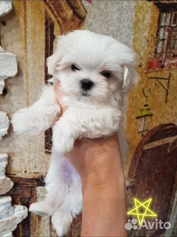 Мальтезики