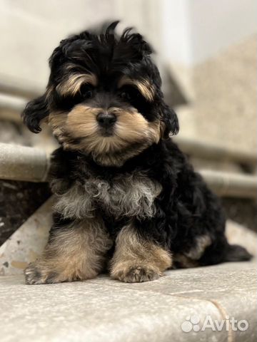 Мальтипу Мальчик