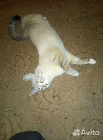 Кошка ищет жениха